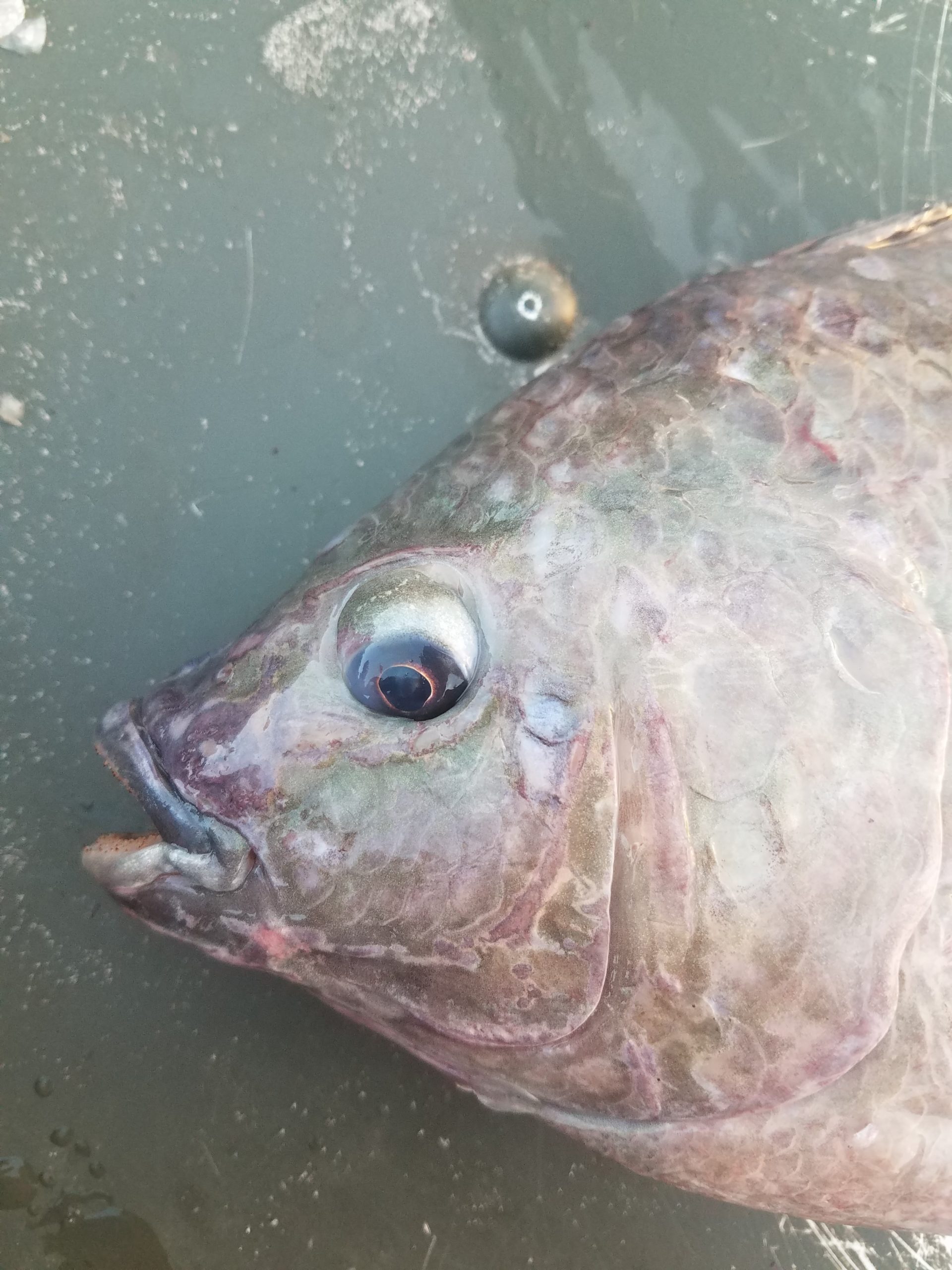 Tilapia - Tropic Star Seafood, Inc.