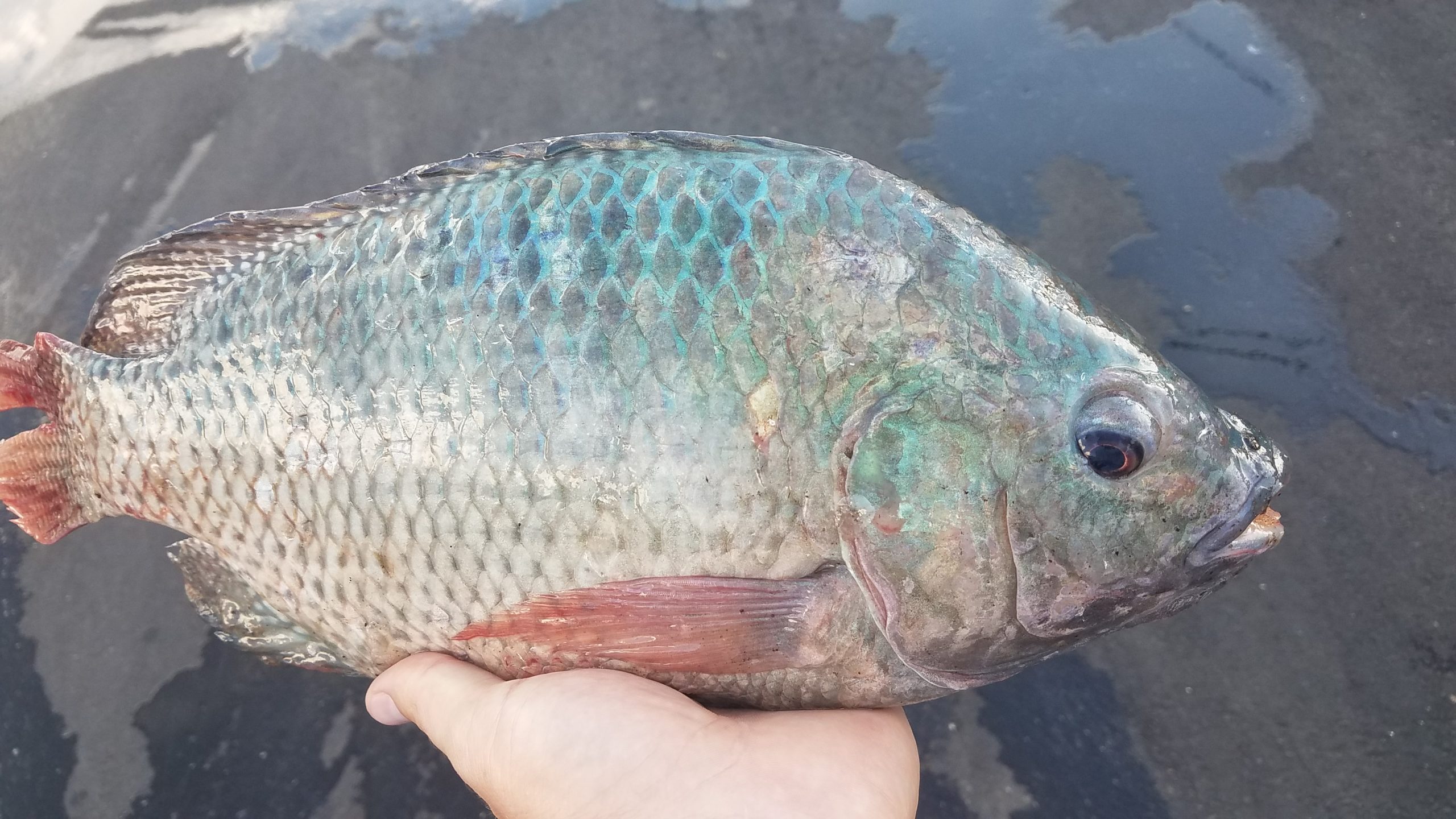 Tilapia - Tropic Star Seafood, Inc.