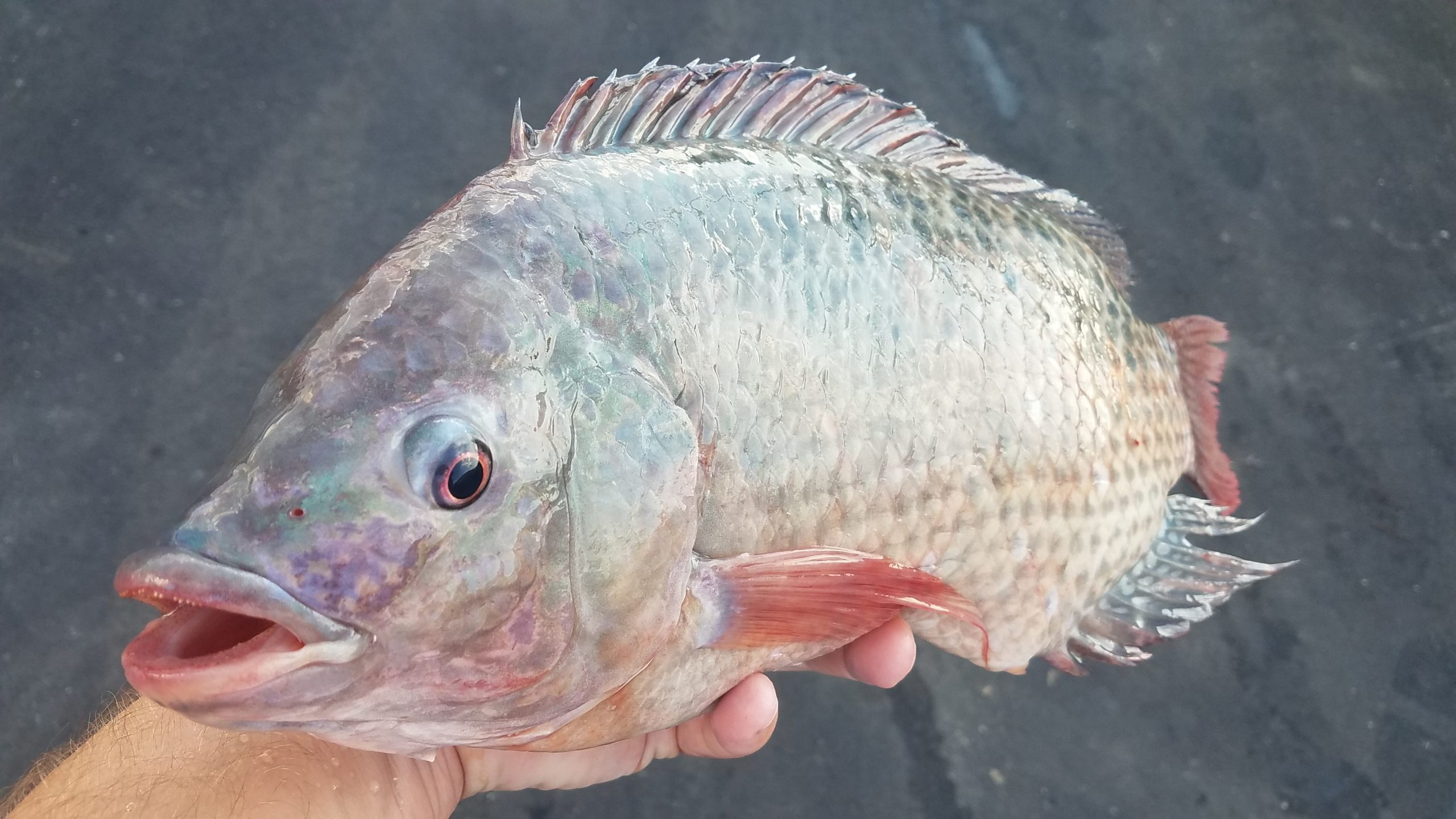 Tilapia - Tropic Star Seafood, Inc.