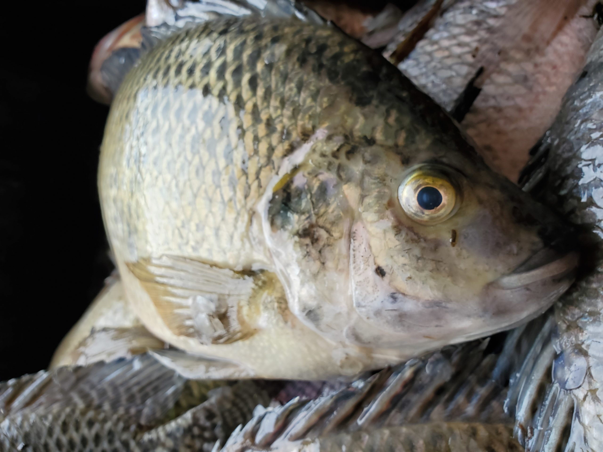 Tilapia - Tropic Star Seafood, Inc.